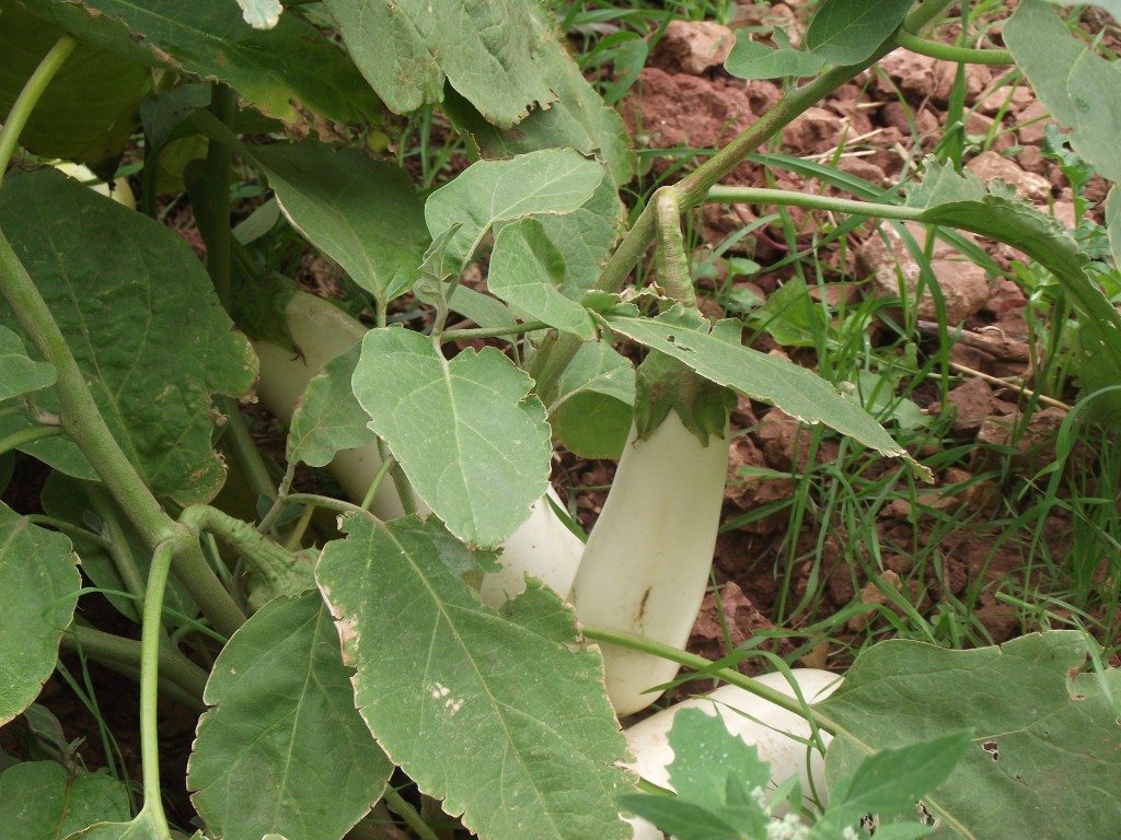Des tomates qui poussent sans eau ni pesticides ! PASCAL POOT nous ...